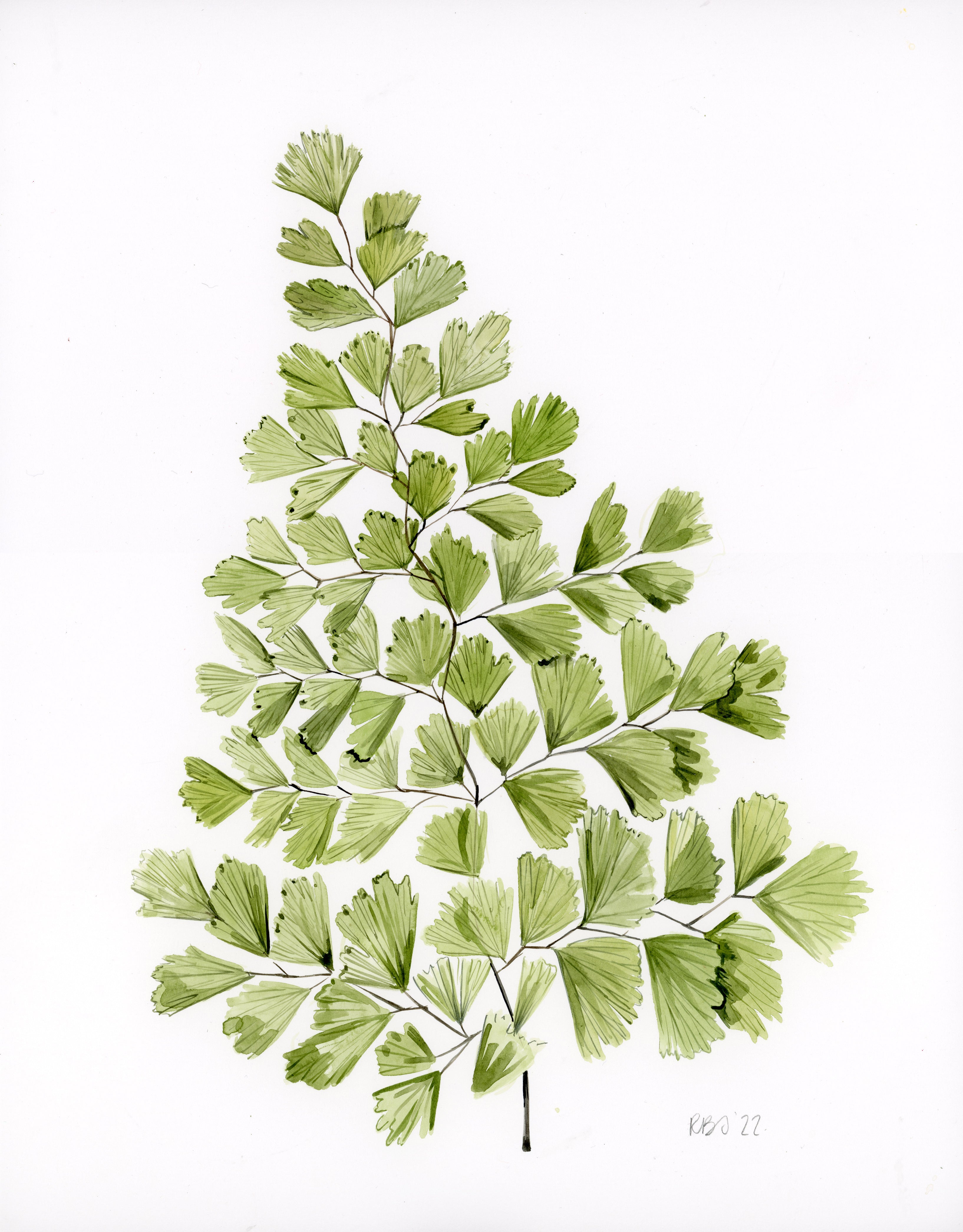 The Wallflower Series: Original "Fern" Watercolor Painting, 11x14 ...