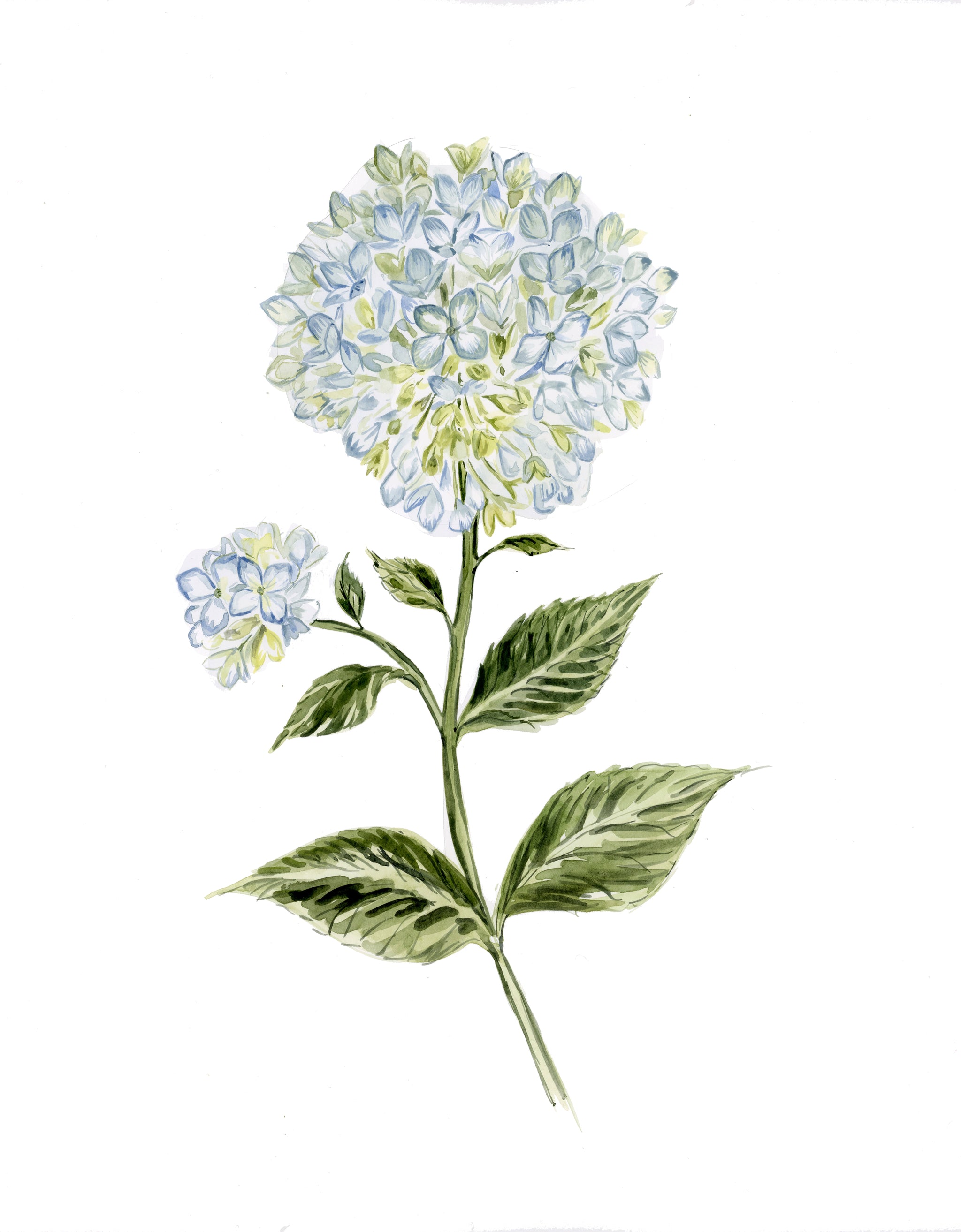 Hydrangea Print – Riley Sheehey