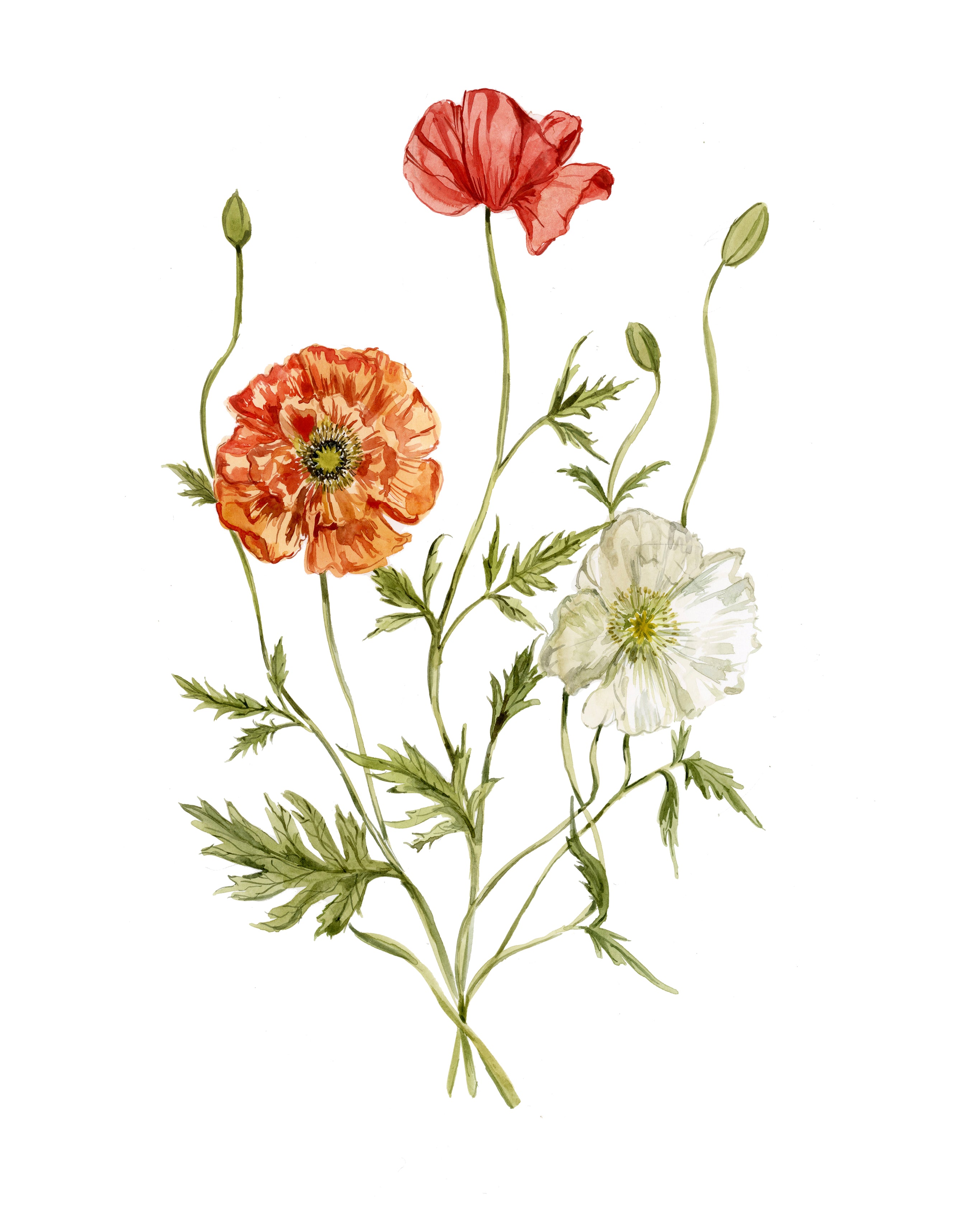 Poppy Print – Riley Sheehey