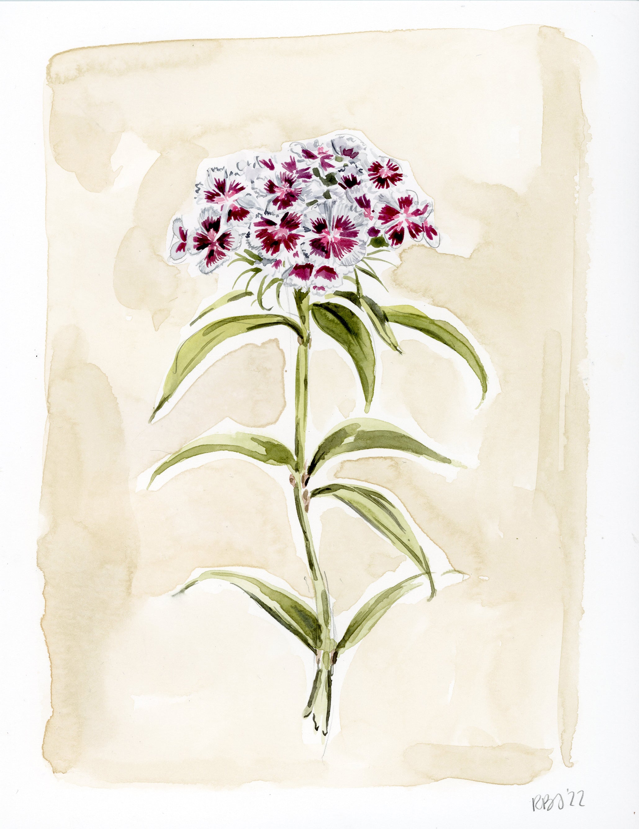 Original "Sweet William" watercolor painting, 7x9 – Riley Sheehey