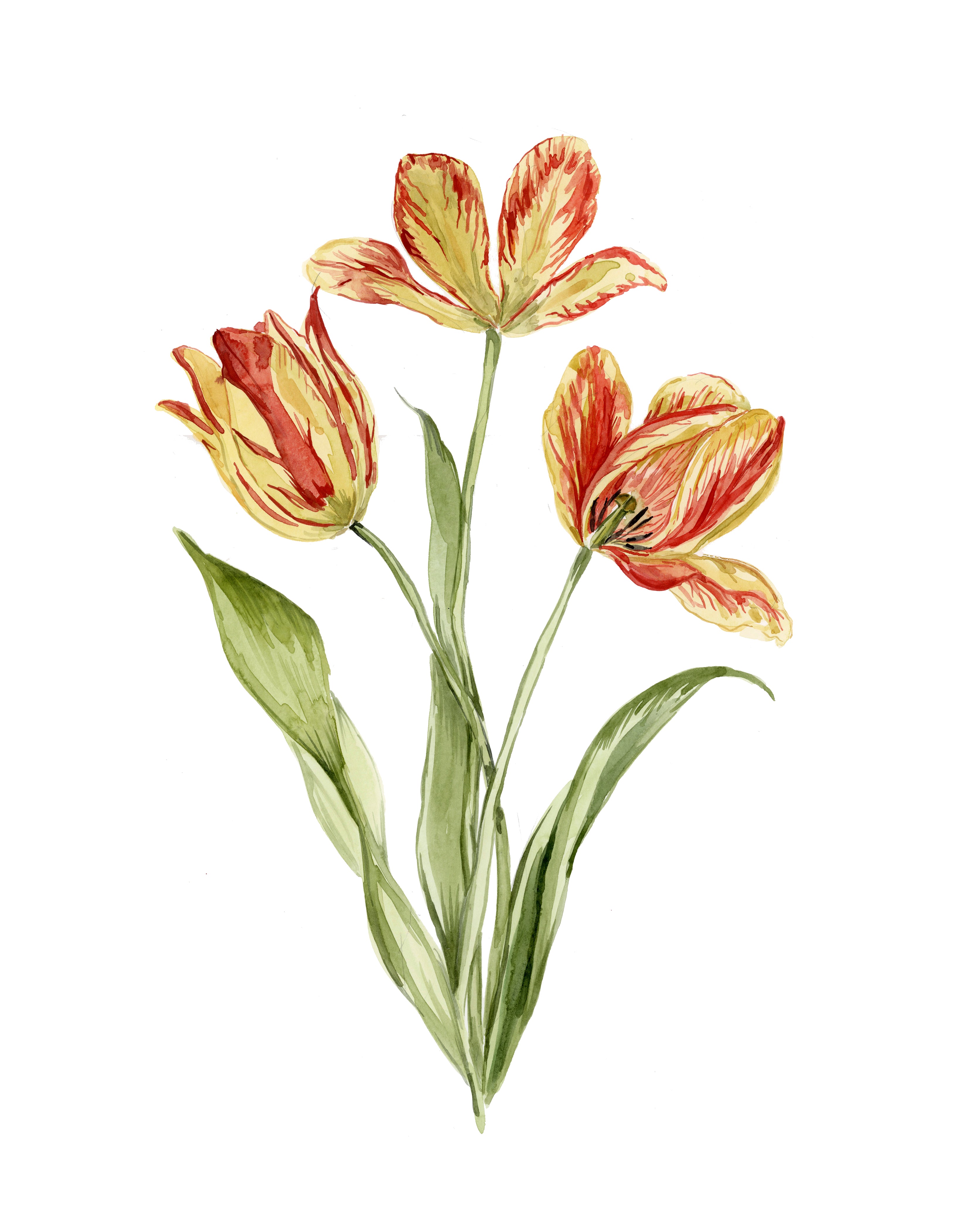 Tulip Print – Riley Sheehey
